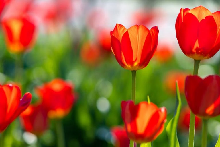 Tulipa: Curiosidades e Dicas de Cultivo - Tudo Ela