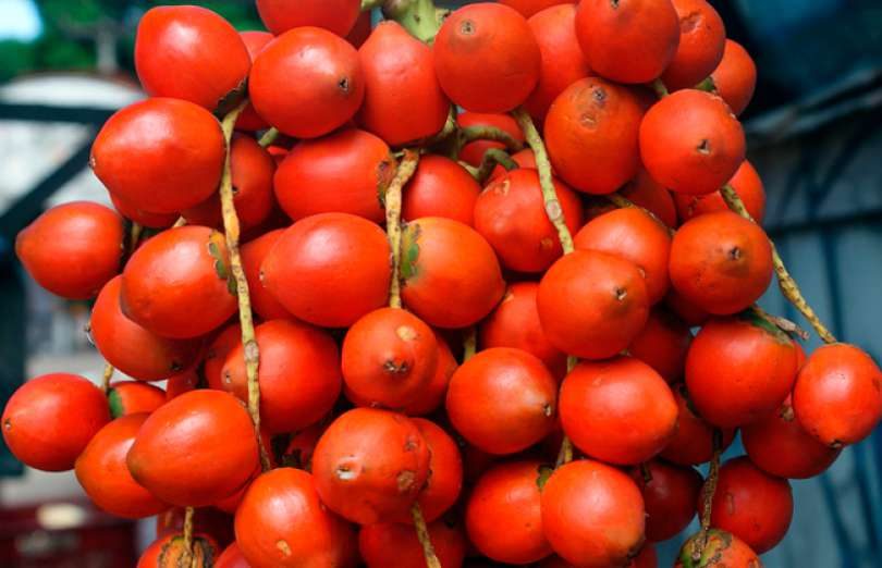 Pupunha: conheça os seus benefícios para a saúde