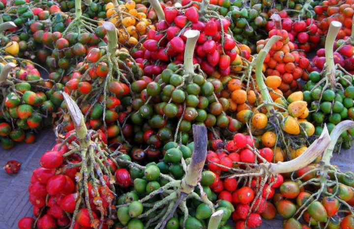 Pupunha: conheça os seus benefícios para a saúde