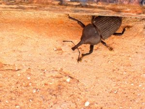 Carunchos: o que são e como eliminá-los de sua casa - Tudo Ela