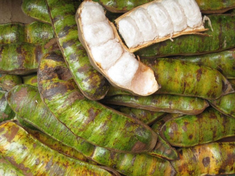 Descubra os benefícios do ingá para o seu corpo e bem-estar