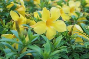 Alamanda: conheça os seus usos, curiosidades e riscos