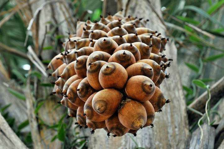 Benefícios Do Babaçu Para A Saúde Alimentação Beleza E Muito Mais
