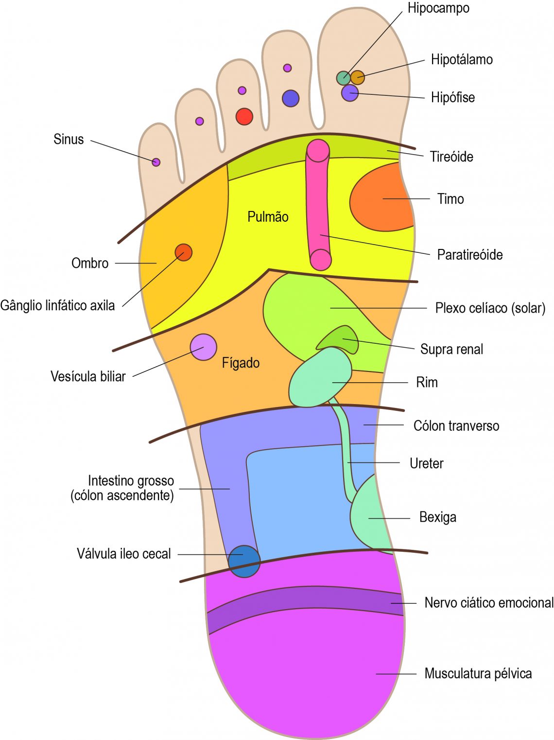 Mapa Do Pe Reflexologia - RETOEDU