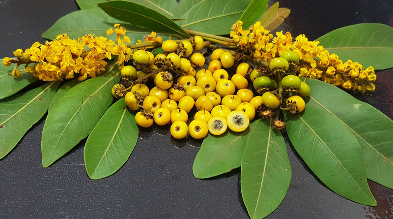 As várias espécies de Murici e seus principais benefícios