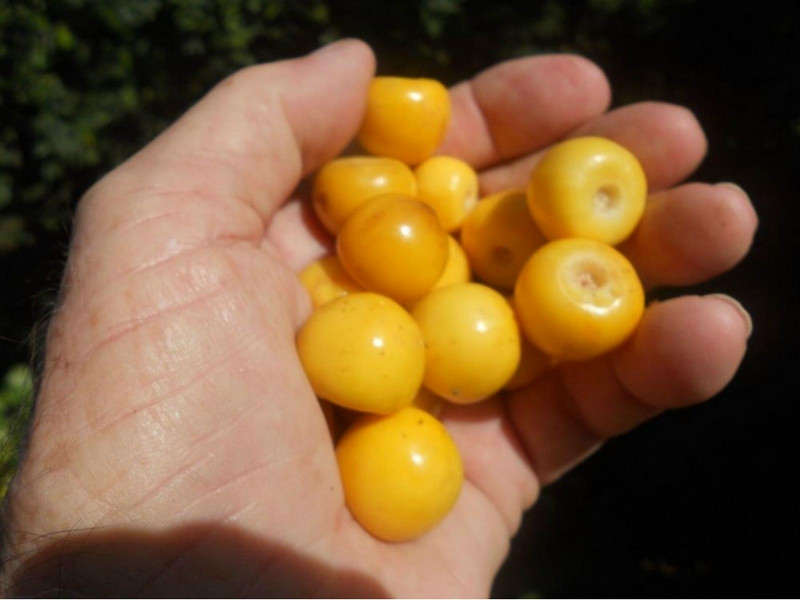 As várias espécies de Murici e seus principais benefícios