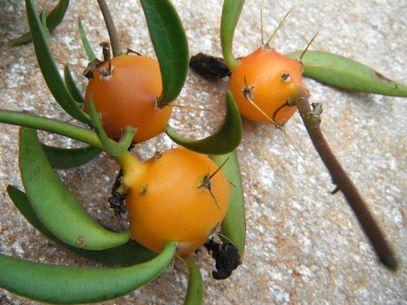 Ora-pro-nóbis: saiba tudo sobre essa planta - Tudo Ela