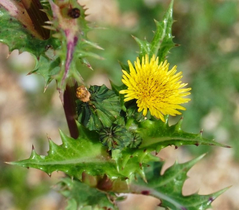 Serralha: como plantar, como é usada e seus benefícios - Tudo Ela