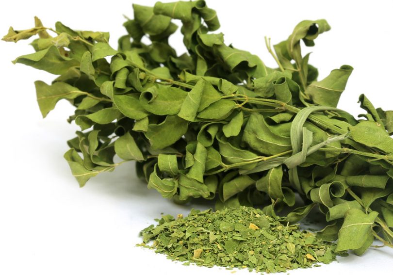 O que é chá de moringa? Saiba tudo sobre ele aqui! - Tudo Ela