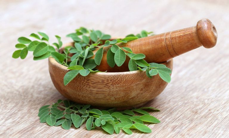 O que é chá de moringa? Saiba tudo sobre ele aqui! - Tudo Ela