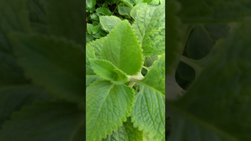 Para que serve o chá de malvarisco? Como tomar? Como fazer? - Tudo Ela