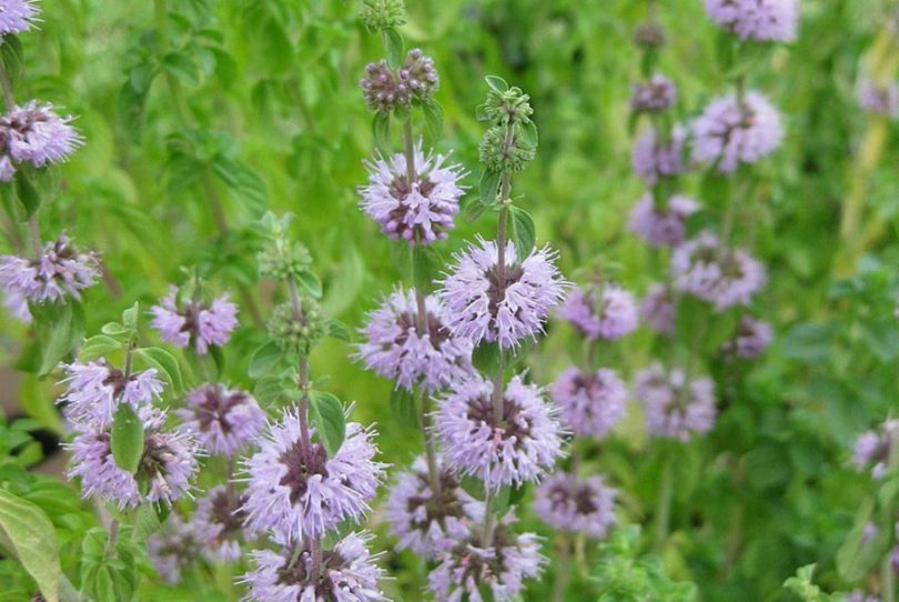 Chá de poejo: para que serve e como consumir? - Tudo Ela