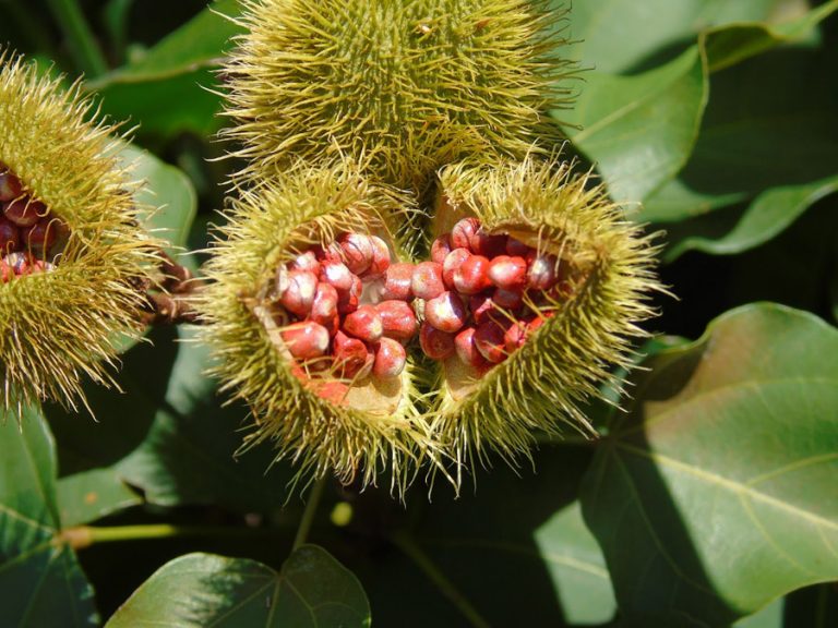 Quais as propriedades e benefícios do chá de urucum? - Tudo Ela