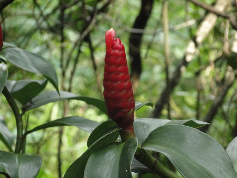 Chá de cana-do-brejo, seus principais usos e propriedades medicinais