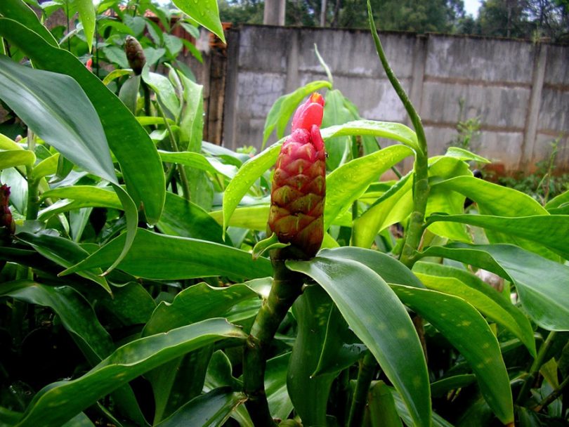 Chá de cana-do-brejo, seus principais usos e propriedades medicinais