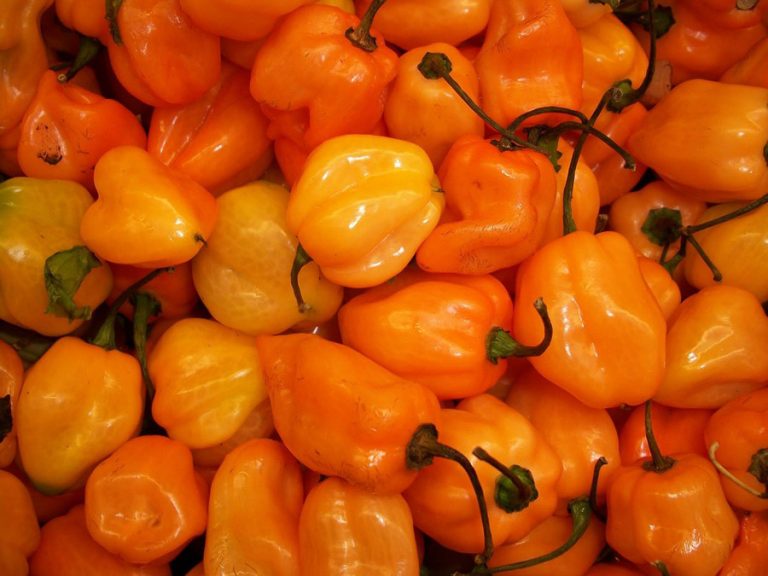 Pimenta habanero é saborosa, suculenta e aromática: saiba mais aqui!