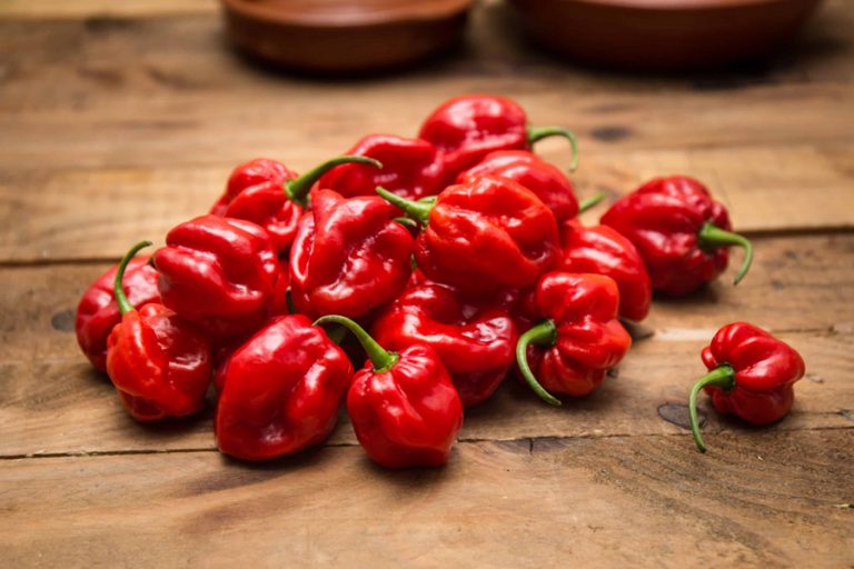 Pimenta habanero é saborosa, suculenta e aromática: saiba mais aqui!