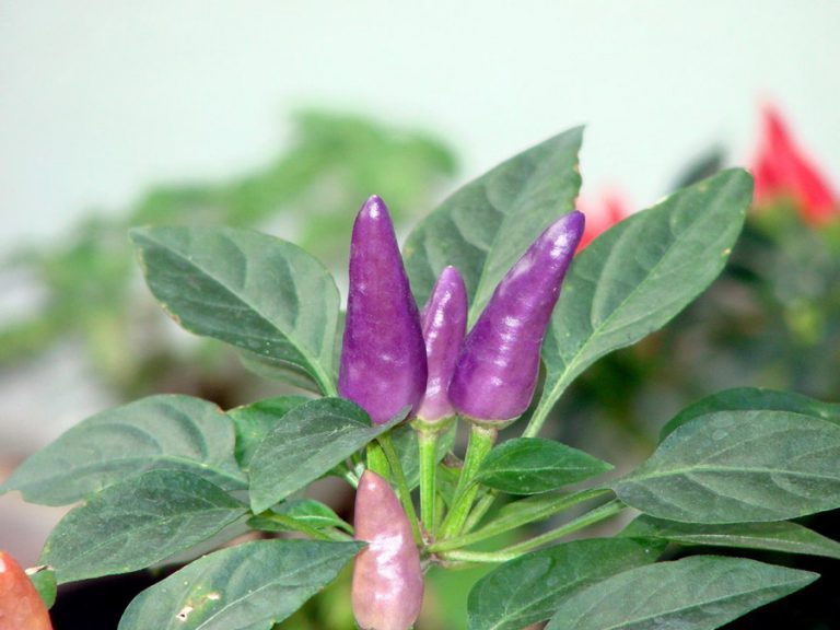 Pimenta roxa: saiba tudo sobre essa variedade de pimenta - Tudo Ela