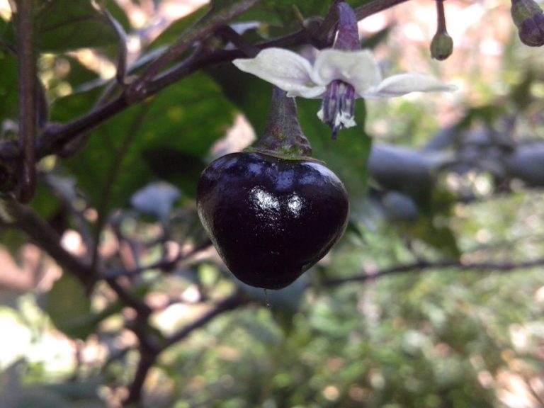 Pimenta roxa: saiba tudo sobre essa variedade de pimenta - Tudo Ela