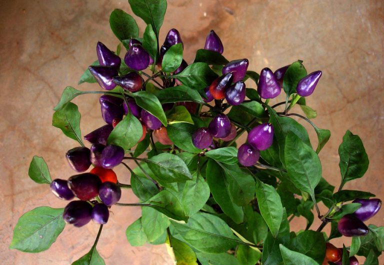 Pimenta roxa: saiba tudo sobre essa variedade de pimenta - Tudo Ela