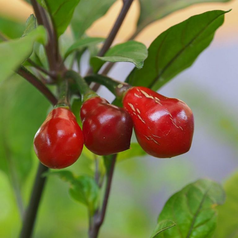 Cabaça roxa: tudo sobre essa pimenta de grande popularidade - Tudo Ela